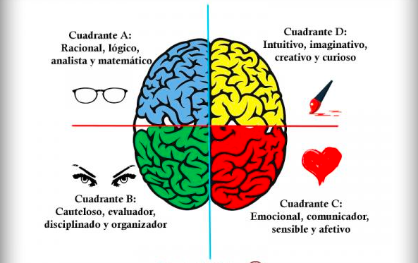 Los 4 Cerebros de Ned Herrmann | Piloto de Emprendimientos-Marca ...